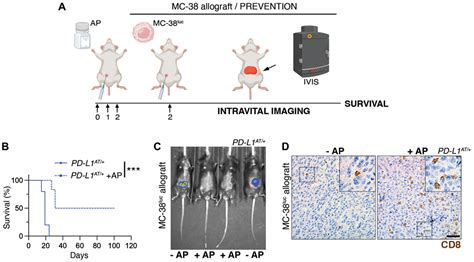 Pd L1attac Mice Reveal The Potential Of Depleting Pd L1 Expressing