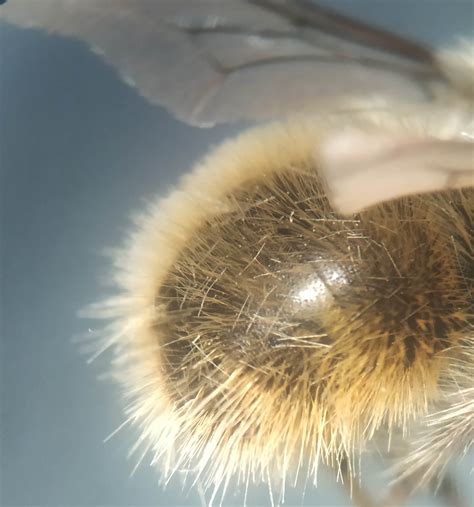 Discussion Forum Oestridae Hypoderma Tarandi