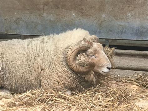 Terry The Grumpy Sheep Woolfest2017