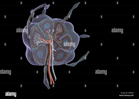 Nodulo Linfatico Immagini E Fotografie Stock Ad Alta Risoluzione Alamy