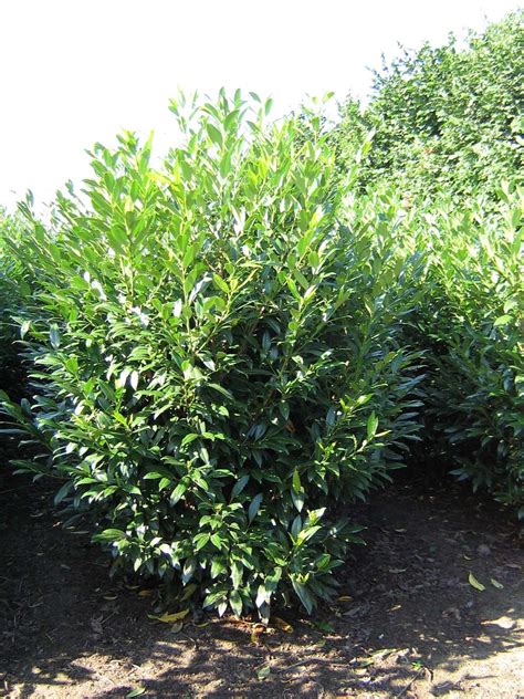 Prunus Laurocerasus Schipkaensis Meerstammig Struik