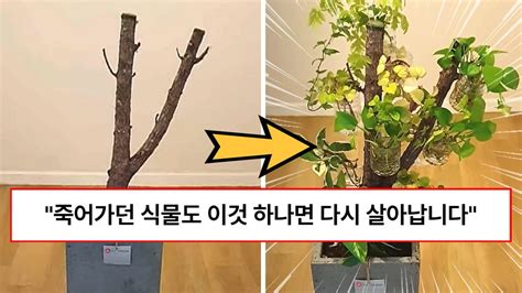 반나절만 기다리면 됩니다” 죽기 직전의 우리집 식물 단돈 100원으로 심폐소생하는 방법 Feat소름주의 스마트뉴스