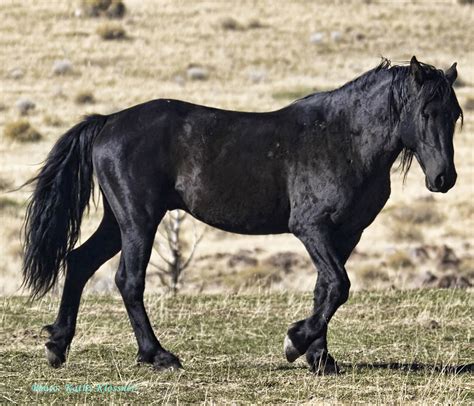 Wild Mustang Horse Animals