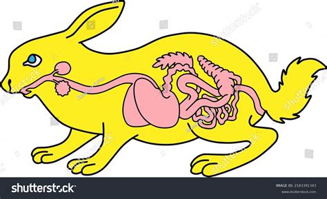 Rabbit Digestive System Diagram Printable