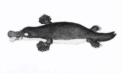 Duck Billed Platypus Illustration