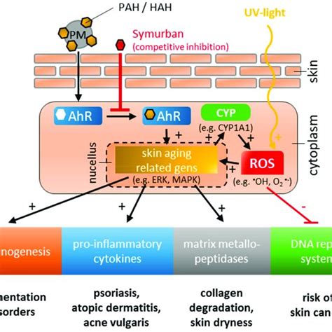 Schematic Illustration Of Impacts On Skin Caused By Polycyclic Aromatic Download Scientific