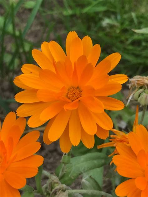 Orange Flower In Green Garden