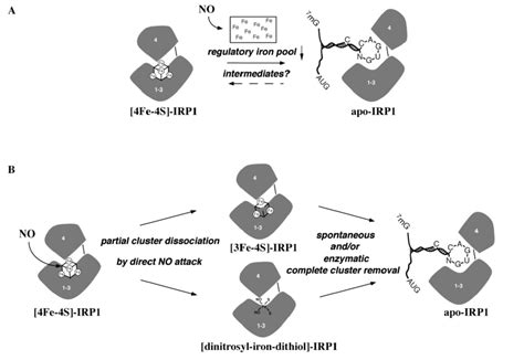 Models For Irp1 Regulation By No A No Modulates The Regulatory Iron Download Scientific