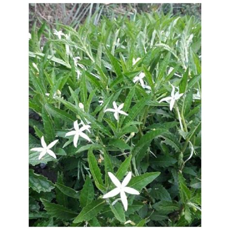 Jual 1 Kg Tanaman Kitolod Segar Tanaman Kitolod Bibit Daun Kitolod