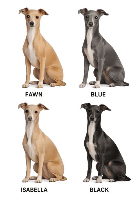 Italian Greyhound Breed Information Traits Facts Care And More