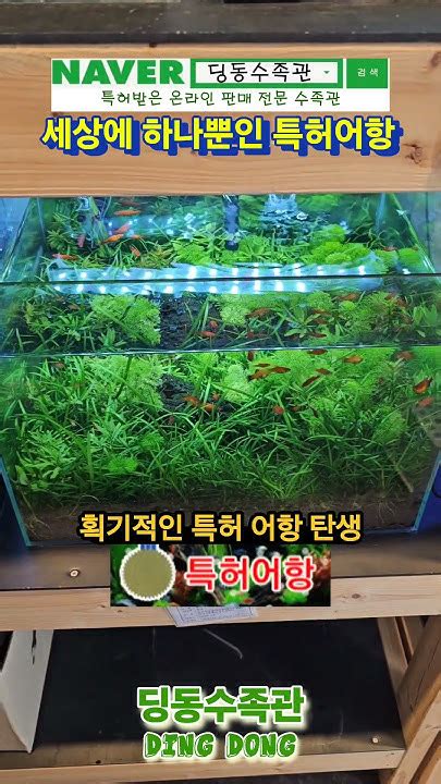 획기적인 특허어항 탄생이끼 무환수어항 수족관 수초 물거품 열대어 구피어항 네온테트라 ＃수초어항꾸미기 구피키우기