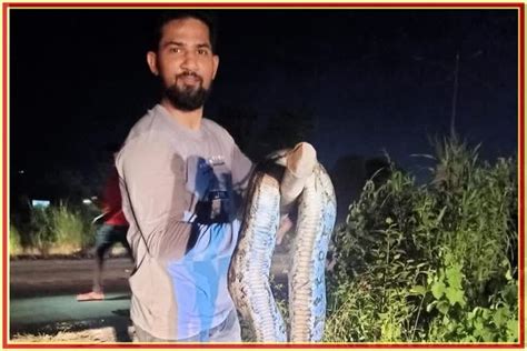 Python Photo मृत अजगरासोबत फोटोसेशन पडले महागात तरुणाला वनाधिकाऱ्यांची