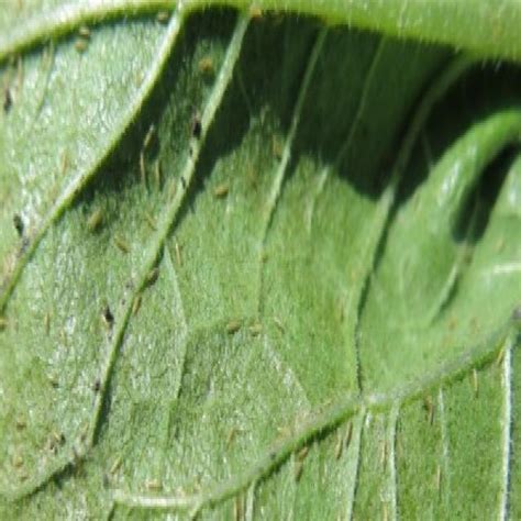 Pests Object Detection Dataset And Pre Trained Model By Samm
