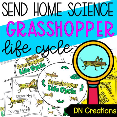 Grasshopper Life Cycle