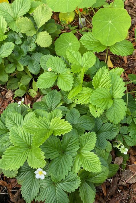 6 Ways To Cold Stratify Seeds And 36 Plants That Need Stratification