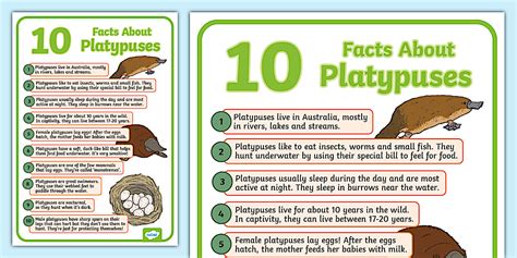 10 Facts About Platypuses Display Poster Teacher Made