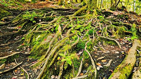 Tree Rooting For His Life Stock Image Image Of Plant 373120177