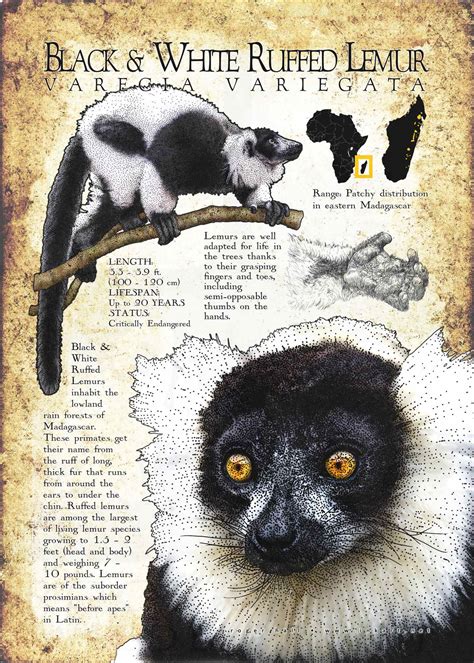 Black And White Ruffed Lemur Poster