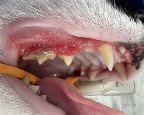 Juvenile Gingivitis And Periodontitis In Cats And Kittens Aad