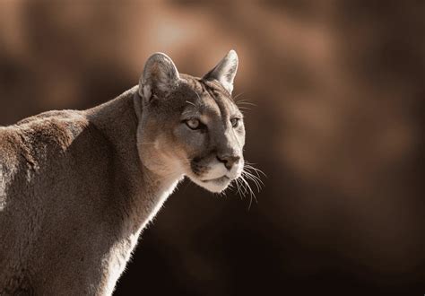 Cougar Images Mountain Lion And Puma Photos Bigcatswildcats