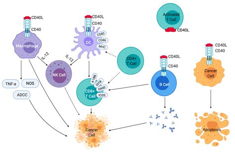 Agonistic Cd40 Antibodies In Cancer Treatment