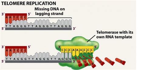 Bme 2104 Quiz 4 Dna Replication Flashcards Quizlet