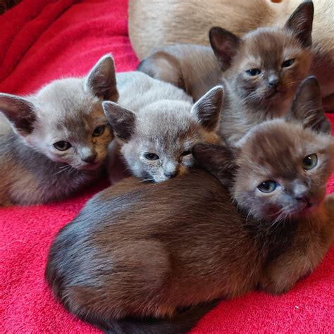 Burmese Kitty Kats