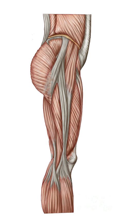 Anatomy Of Human Thigh Muscles 1 Digital Art By Stocktrek Images Pixels