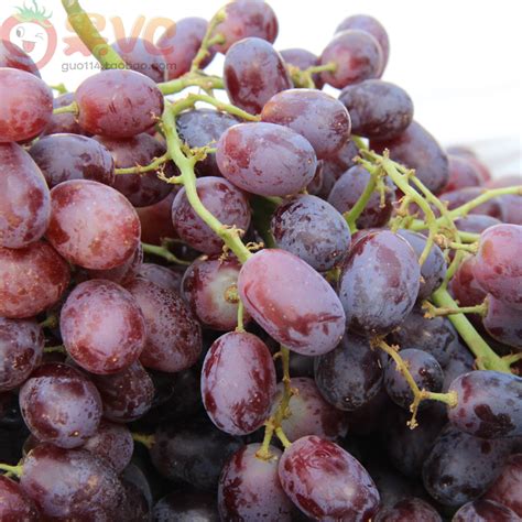 无籽红提产地提子地方第10页大山谷图库