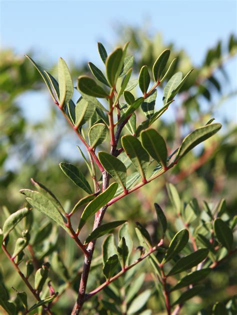 Pistacia Lentiscus Botanicaldrygarden