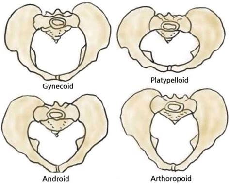 Types Of Pelvis In Females The Nurses Zone Documentary
