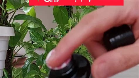 خرید فروش روش دلیل راه های شرایط بهترین ترکیب آموزش تکثیرخاک مناسب