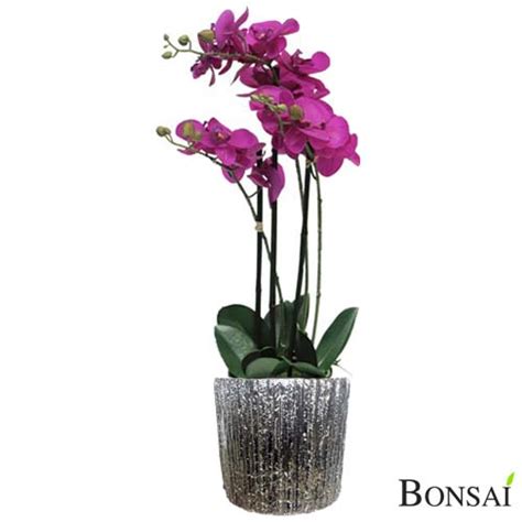 Orhideja Roza V Lončku 60 Cm Aranžma 10 Popust Bonsai Rastline Trzin