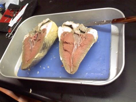 Maria2k11anatomy Cow Heart Dissection