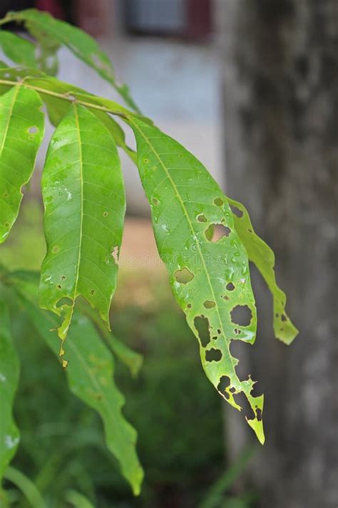 Insect Leaf Damage Images Download 4567 Royalty Free Photos Page 13