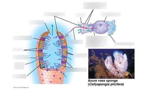 Diagram Of Porifera Diagram Quizlet