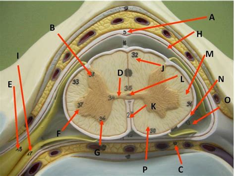 Spinal Cord Cross Section Unlabelled