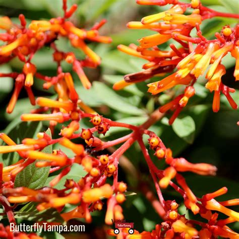 Firefly Firebushhamelia Patens ‘firefly 1 Gal Little Red Wagon