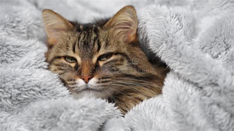 Cute Tabby Cat Lies Wrapped In A Blanket Concept Of Adorable Pets