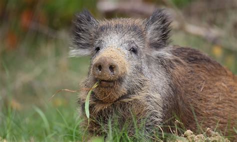 Czy Aby Na Pewno Dzik Jest Dziki Dzik Jest Zły Zpkww