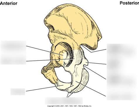 Ishium Diagram Quizlet