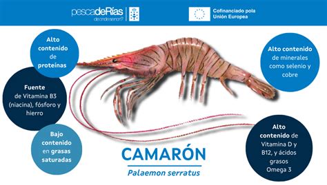 Características Nutricionales Del Camarón Común Pescaderías