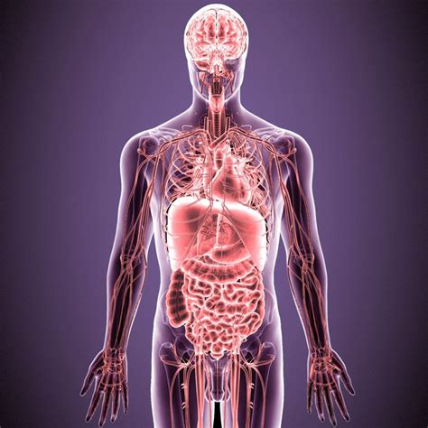 Physiomimix Multi Organ Systems Axt