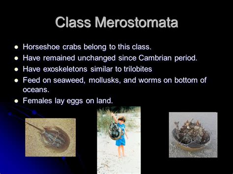 Class Merostomata