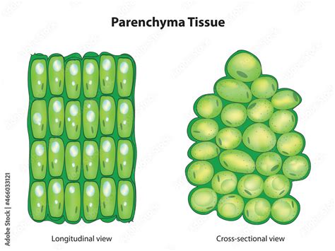 Biological Illustration Of Parenchyma Tissue Stock Vector Adobe Stock