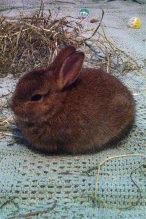 Meet My Brothers New Bunny I Call Him Garrosh Hellscream Son Of Grom Bunny Fluffy Bunny
