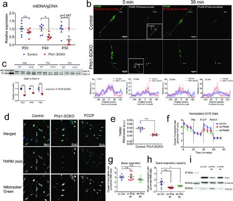 Mitochondria Of Phb1 Scko Are Dysfunctional A The Mitochondrial Dna