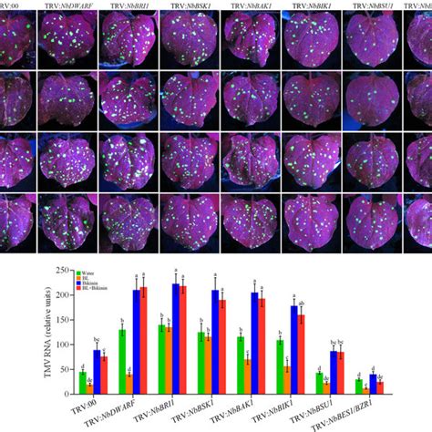 Effects Of Mapk Cascades In Br Induced Tmv Defense A Tmv Gfp Spread