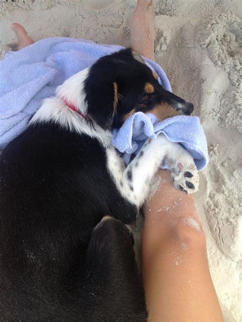 My Adorable Boardermini Aussie Mini Aussie Life Is An Adventure