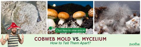 How Do I Get Rid Of Green Mold On Mycelium At Sammy Parra Blog